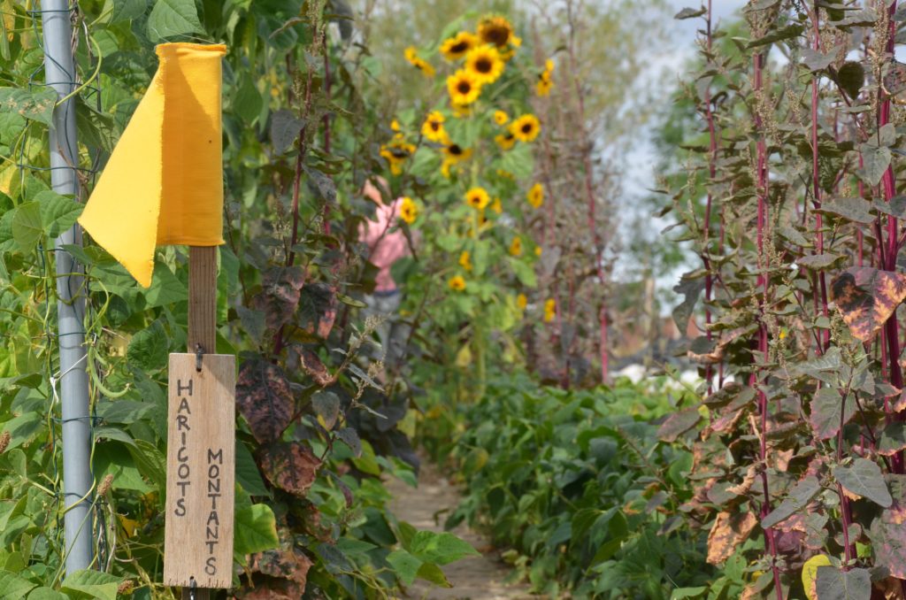 Haricots – Le champ des possibles